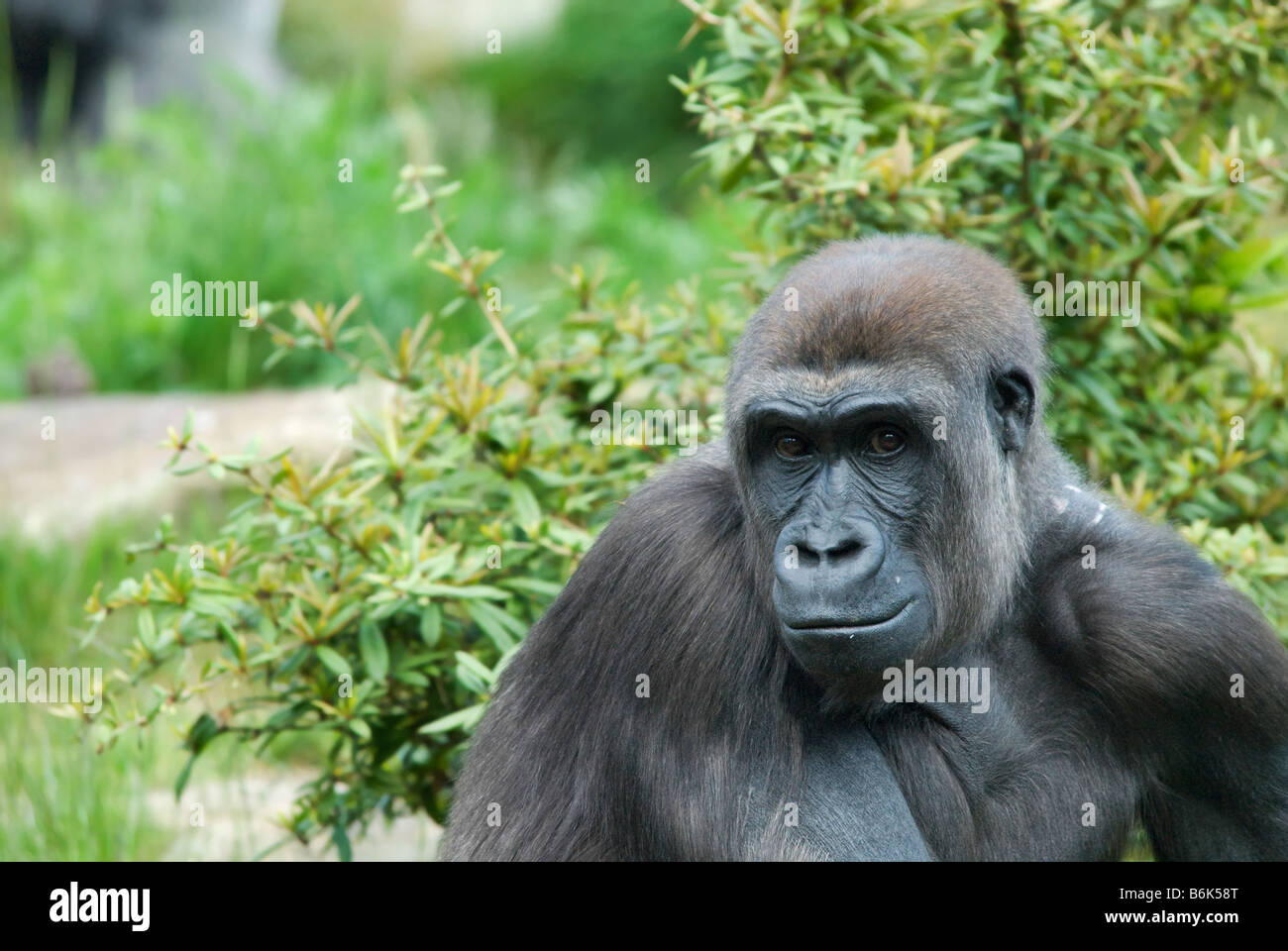 Female gorilla hi-res stock photography and images - Alamy