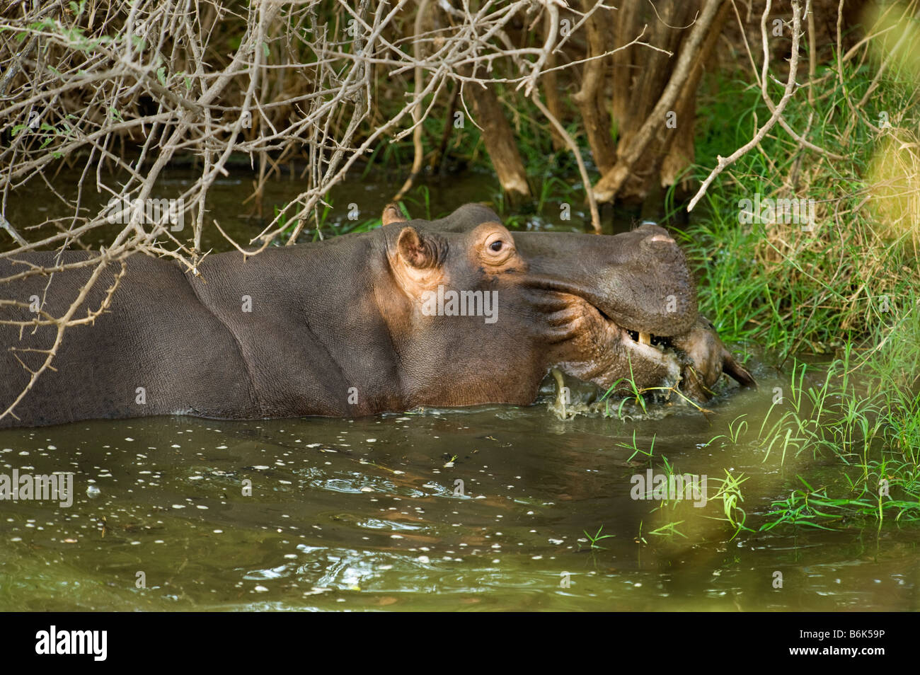 Hippo HIPPOPOTAMUS normally known as a herbivore is chewing on meat ...