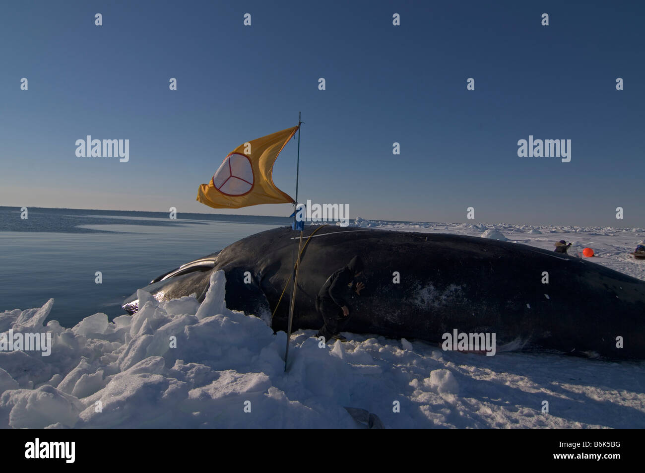 A massive 48 foot 8 inch bowhead whale Balaena mysticetus caught by an ...