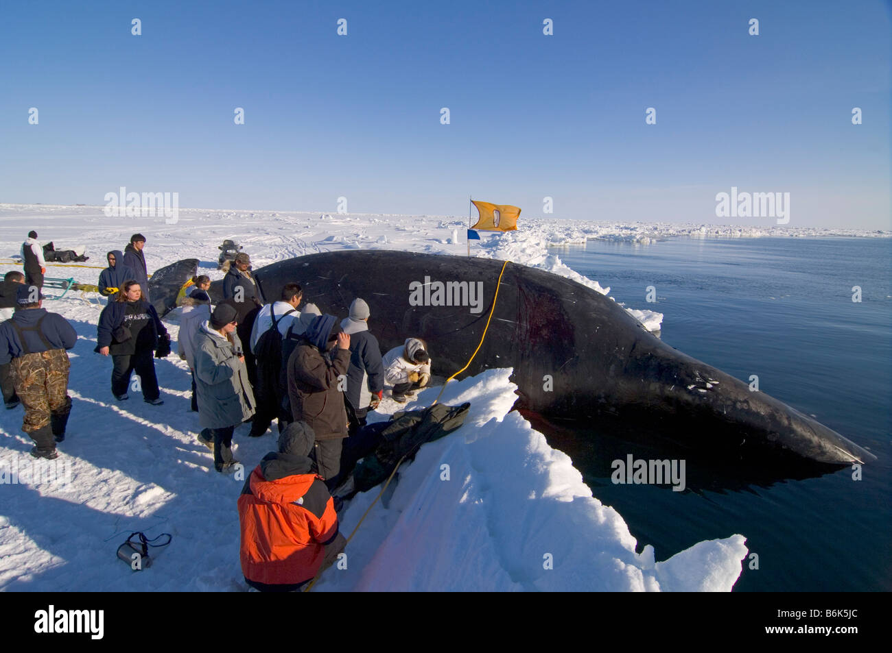 Using a block and tackle pulley system residents of the Inupiaq village ...