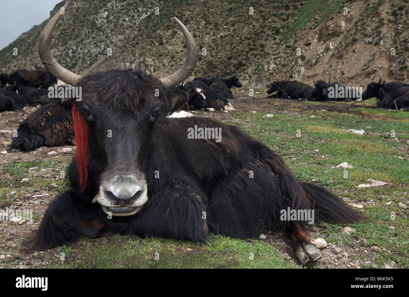 Yak in pasture, Tibet Stock Photo - Alamy