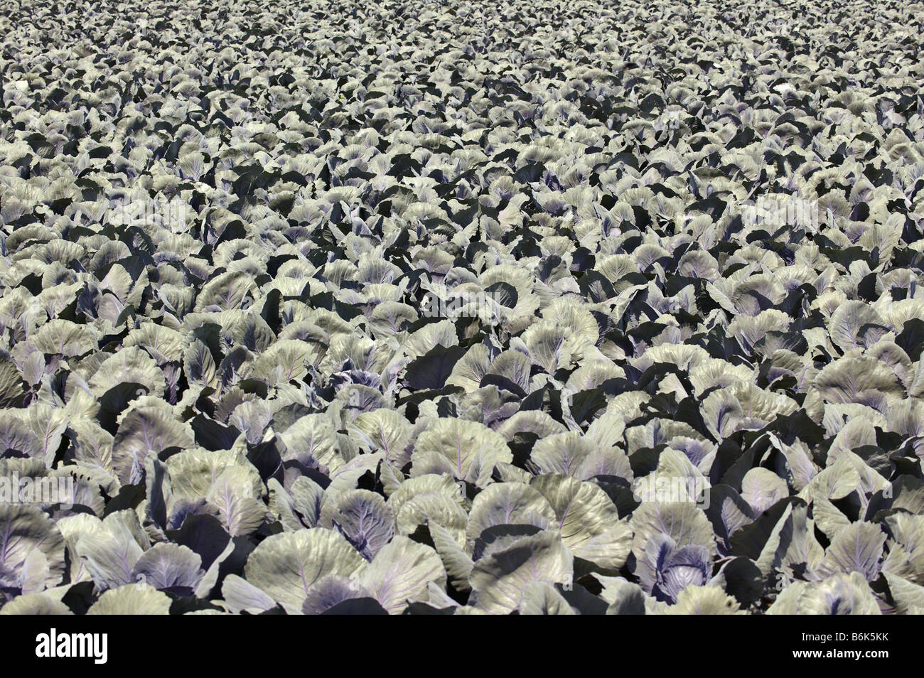 red cabbage field Stock Photo - Alamy