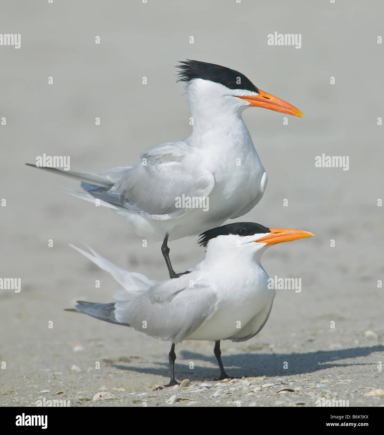 Two Royal Terns in pre-mating ritual with the male standing on the ...