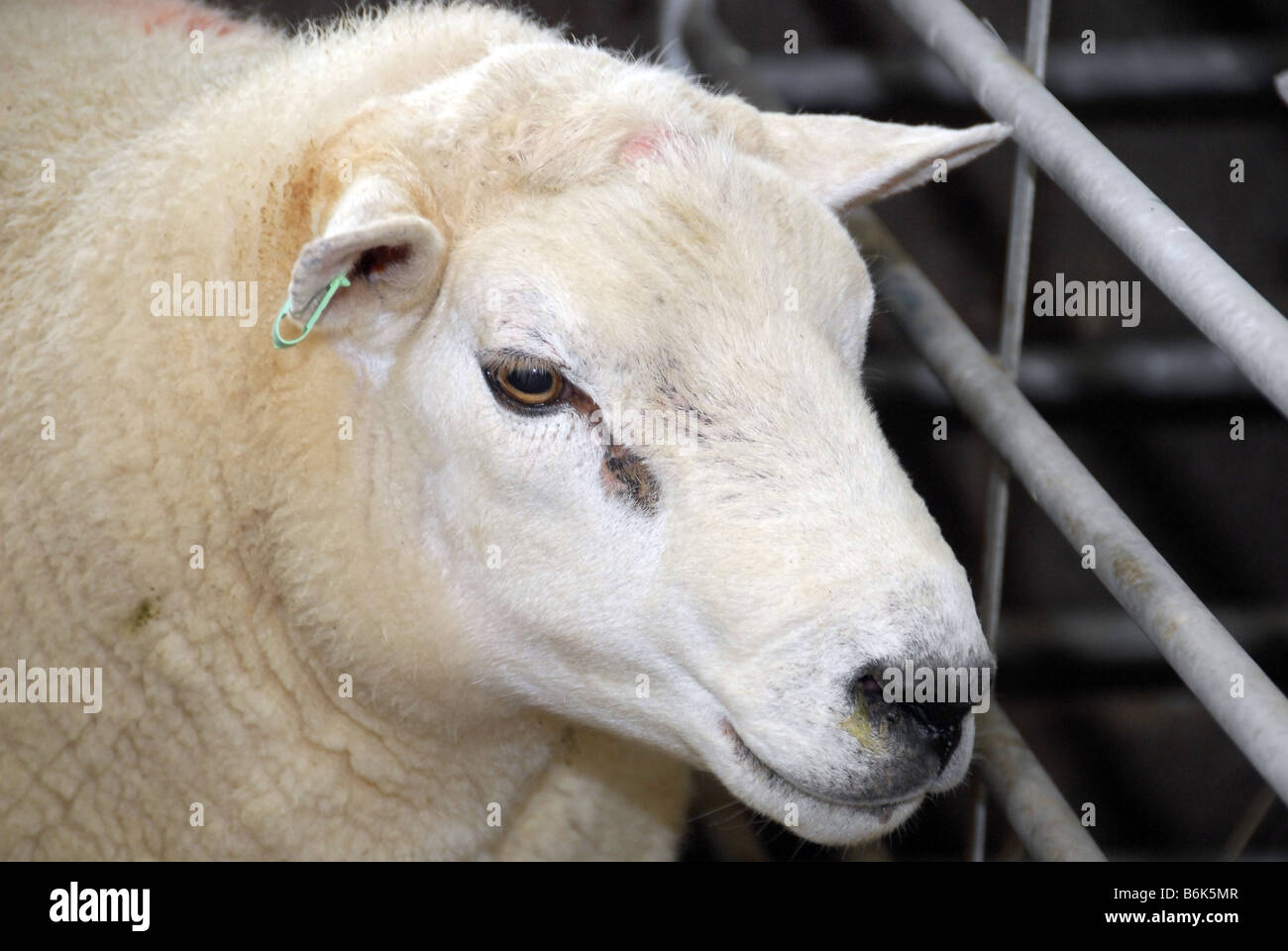 Texel tup hi-res stock photography and images - Alamy