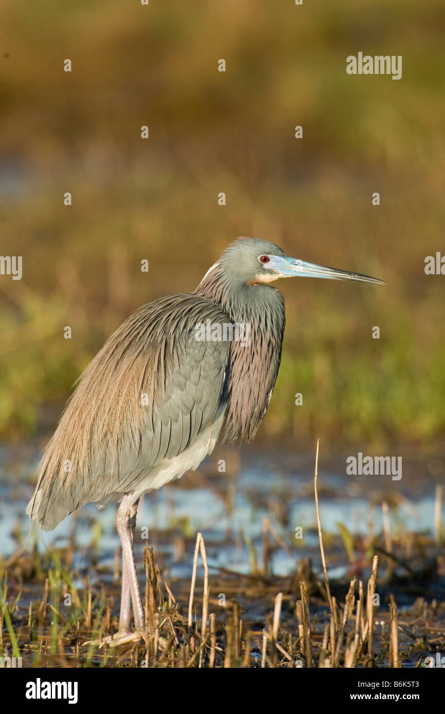 Tri colored herons hi-res stock photography and images - Alamy