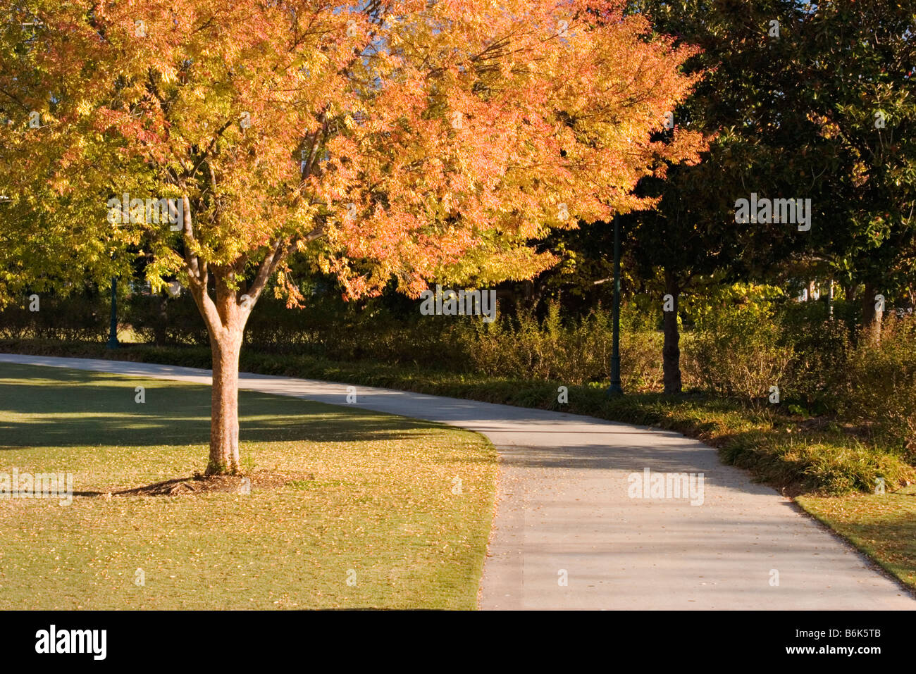 A sidewalk path and a autumn tree in the River Park at Chattanooga ...