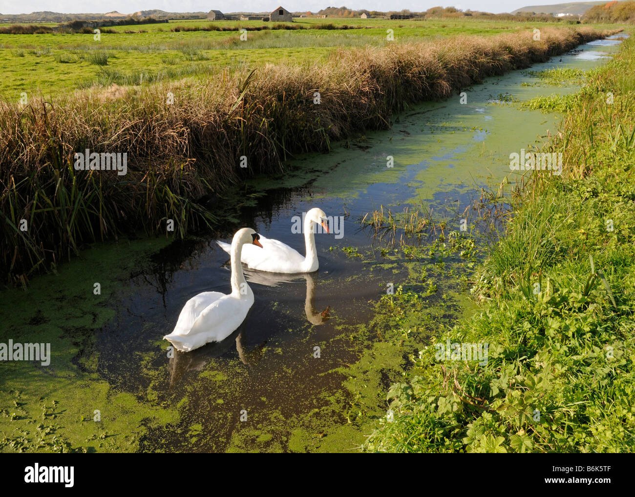 Ditch weed hi-res stock photography and images - Alamy