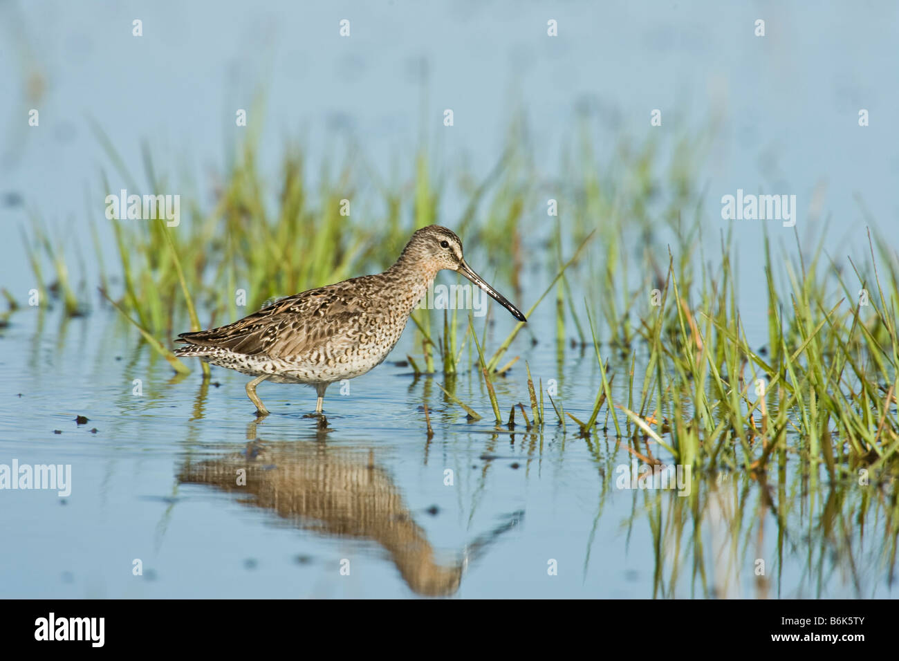 Short billed Dowitcher (Limnodromus griseus) wading water and grass ...