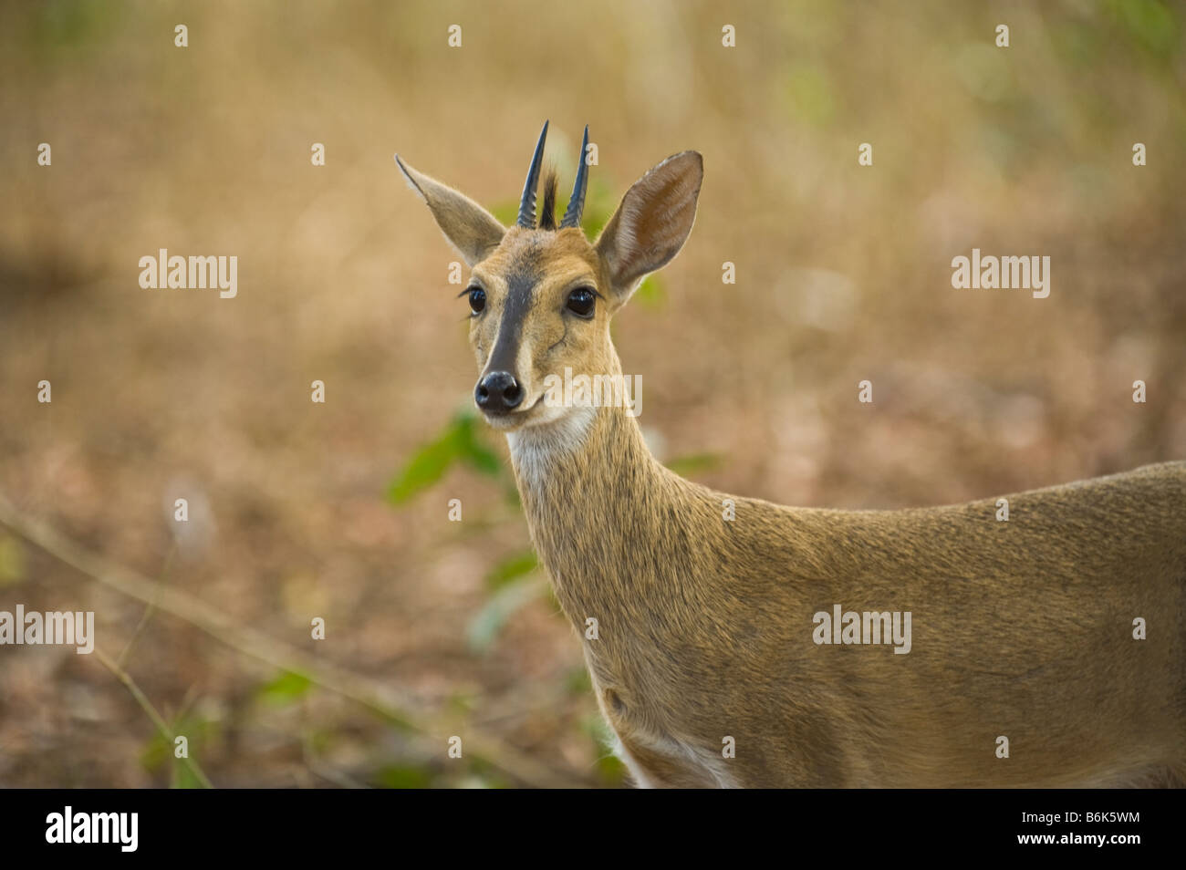 Common Duiker
