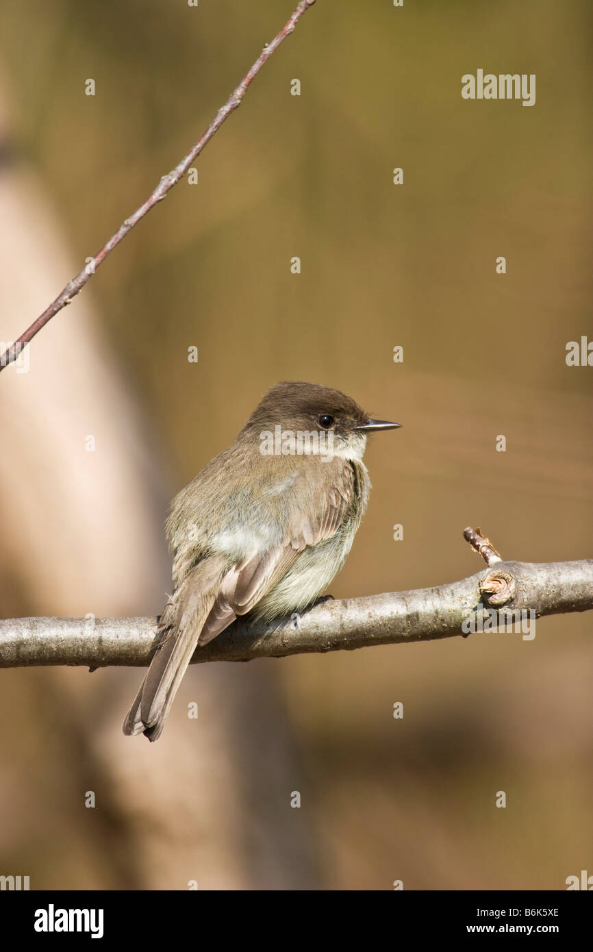 Eastern Phoebe (Sayornis phoebe Stock Photo - Alamy