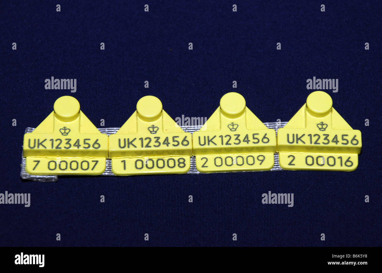 Sheep identification ear tags Stock Photo - Alamy