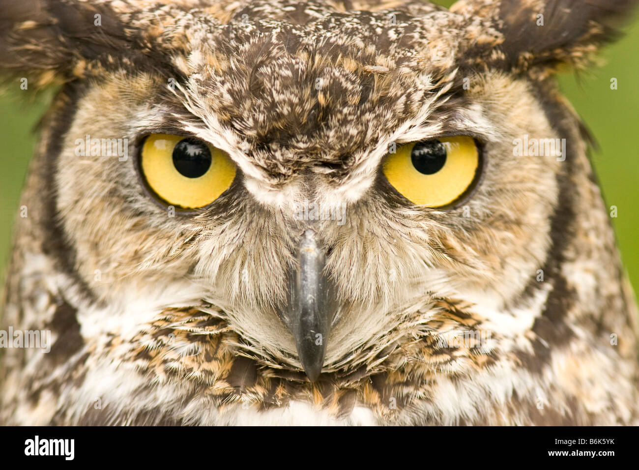 Great Horned Owl Face