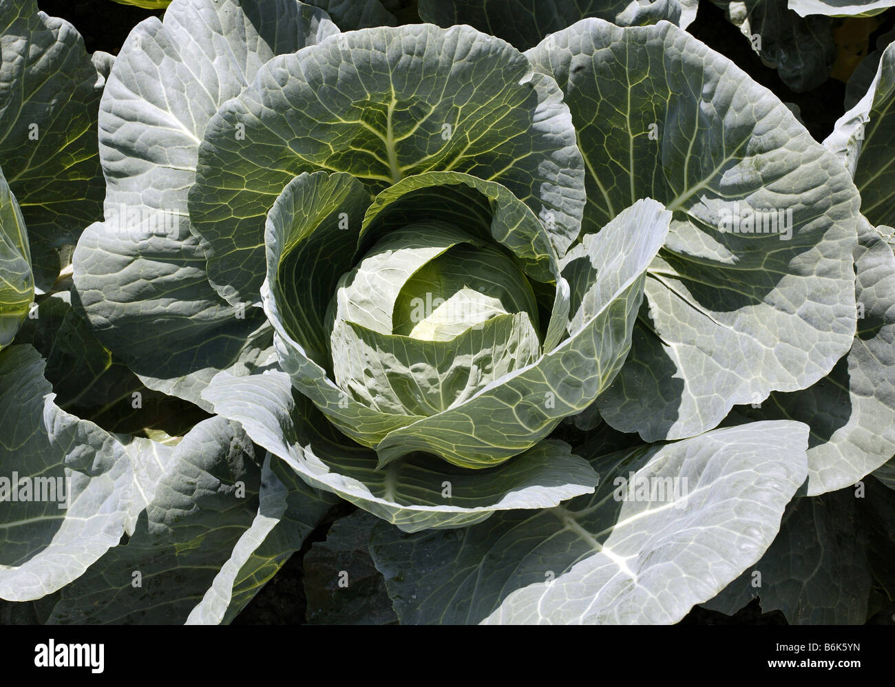 White cabbage field hi-res stock photography and images - Alamy