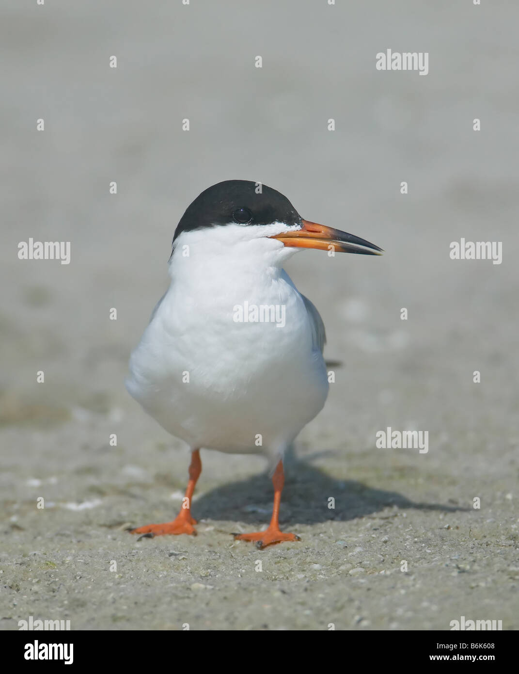 Forsters tern sterna forsteri on beach hi-res stock photography and ...