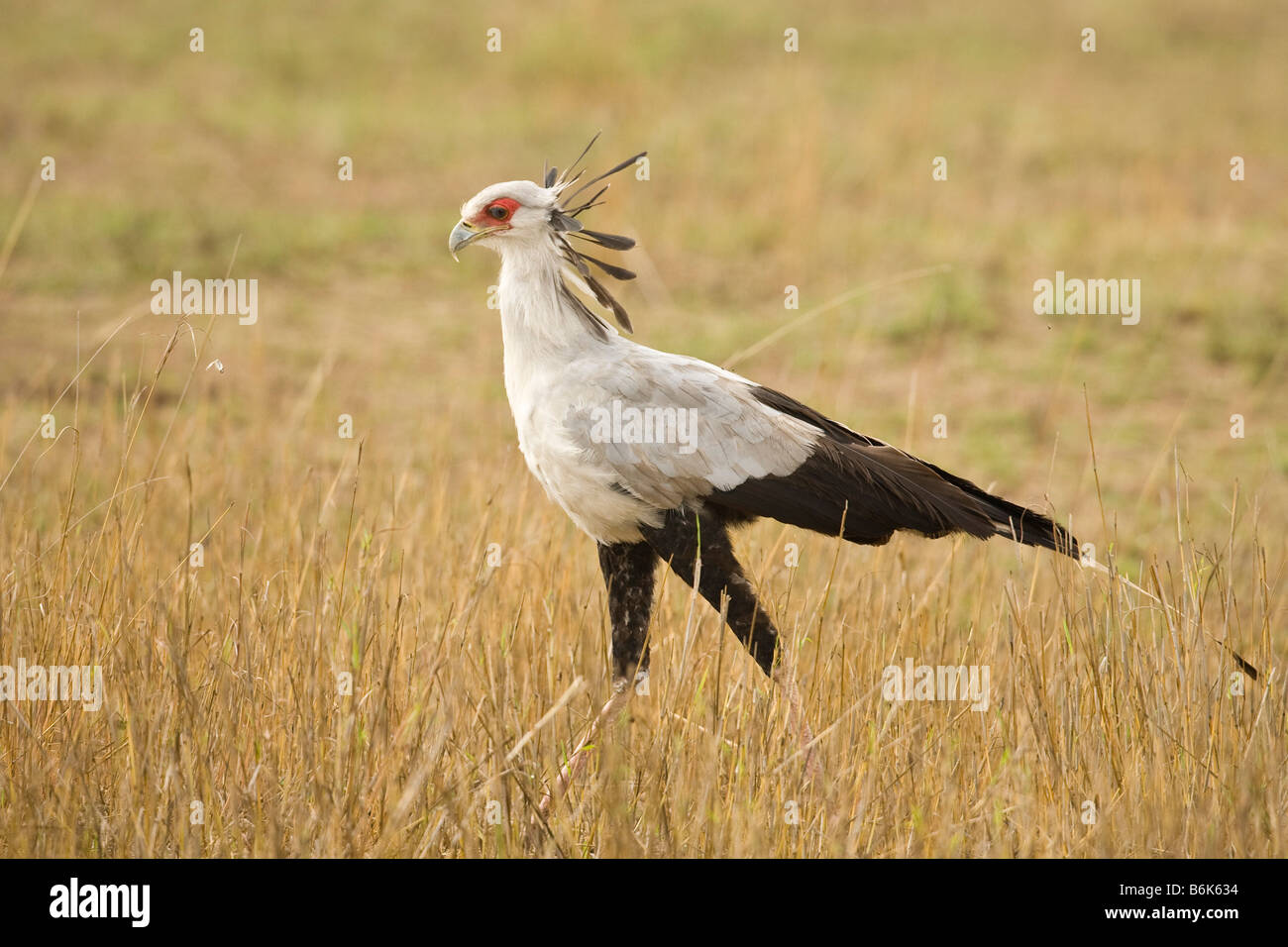 Secretary Bird (Sagittarius serpentarius Stock Photo - Alamy