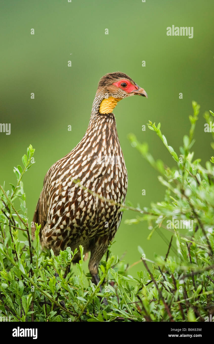Yellow-necked Spurfowl (Francolinus leucoscepus Stock Photo - Alamy