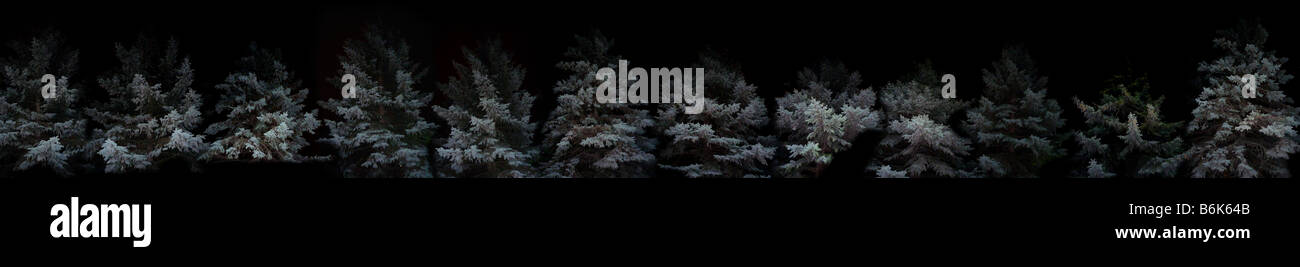 The big fur trees on a black background in a dark winter forest Stock ...