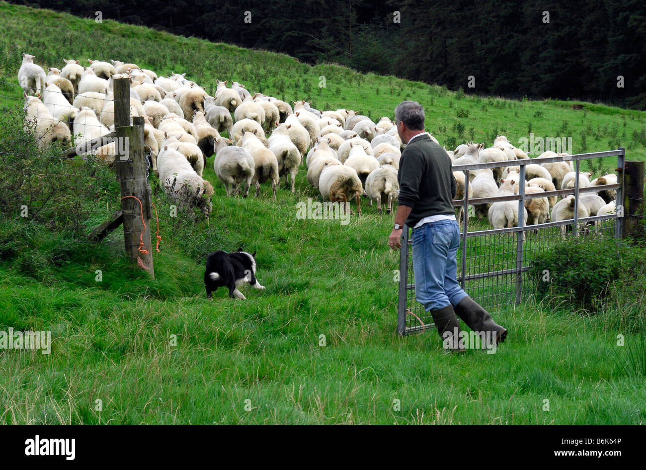 Shepherd herding flock of hill sheep between fields through farm gate ...