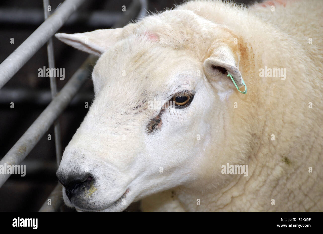 Texel tup hi-res stock photography and images - Alamy