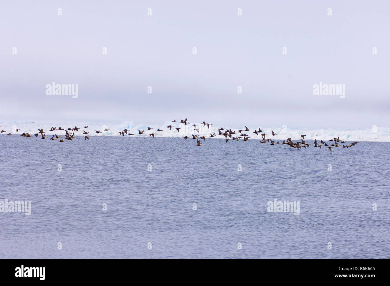 King eider Somateria spectabilis flock fly through an open lead in the ...