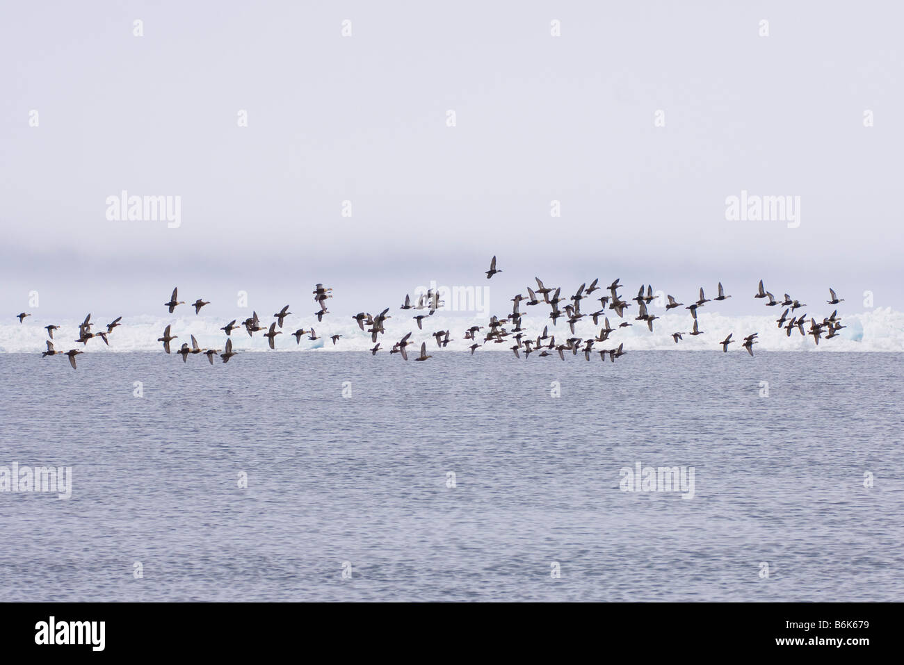 King eider Somateria spectabilis flock fly through an open lead in the ...