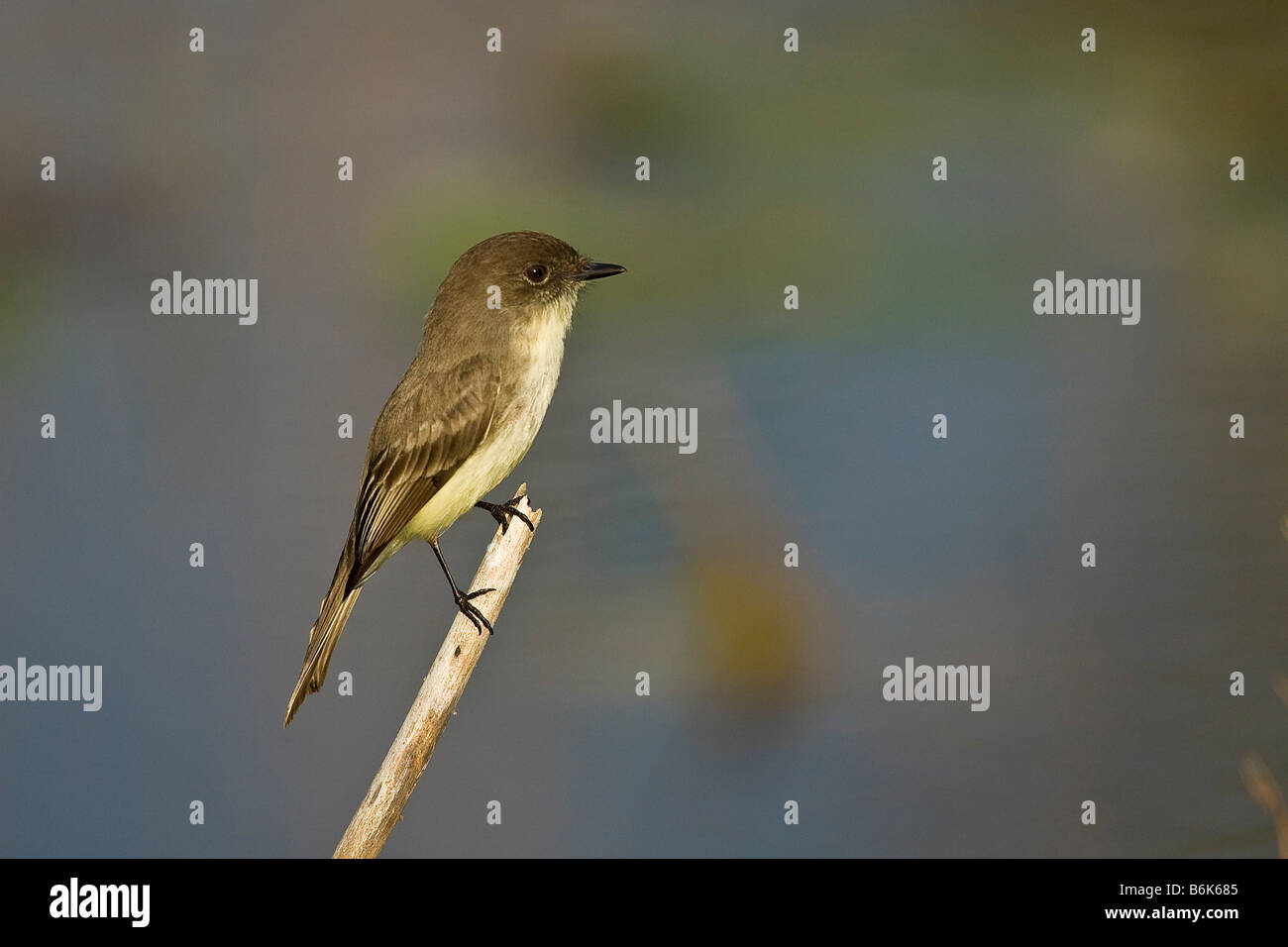 Eastern Phoebe Stock Photos & Eastern Phoebe Stock Images - Alamy