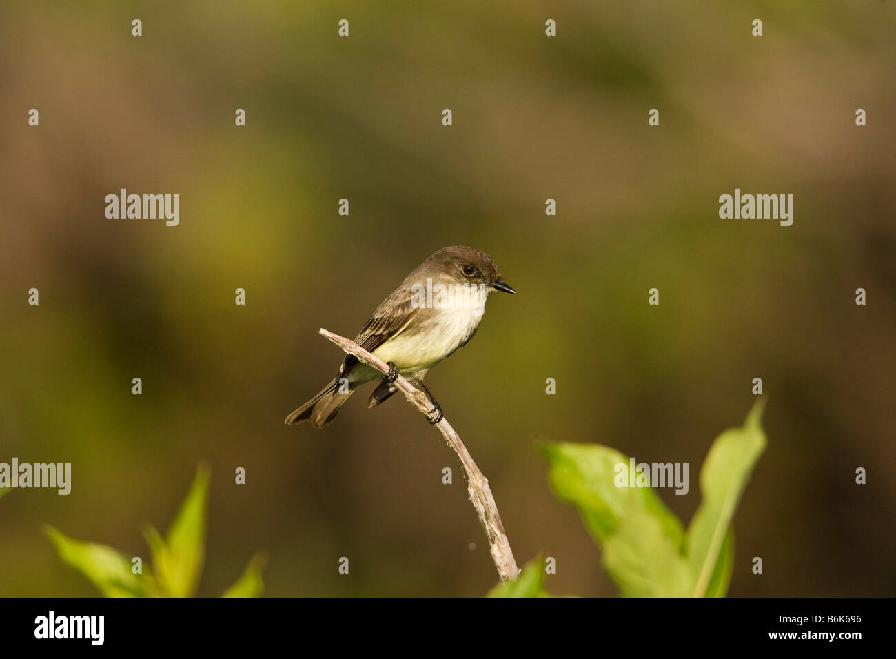 Eastern Phoebe (Sayornis phoebe Stock Photo - Alamy