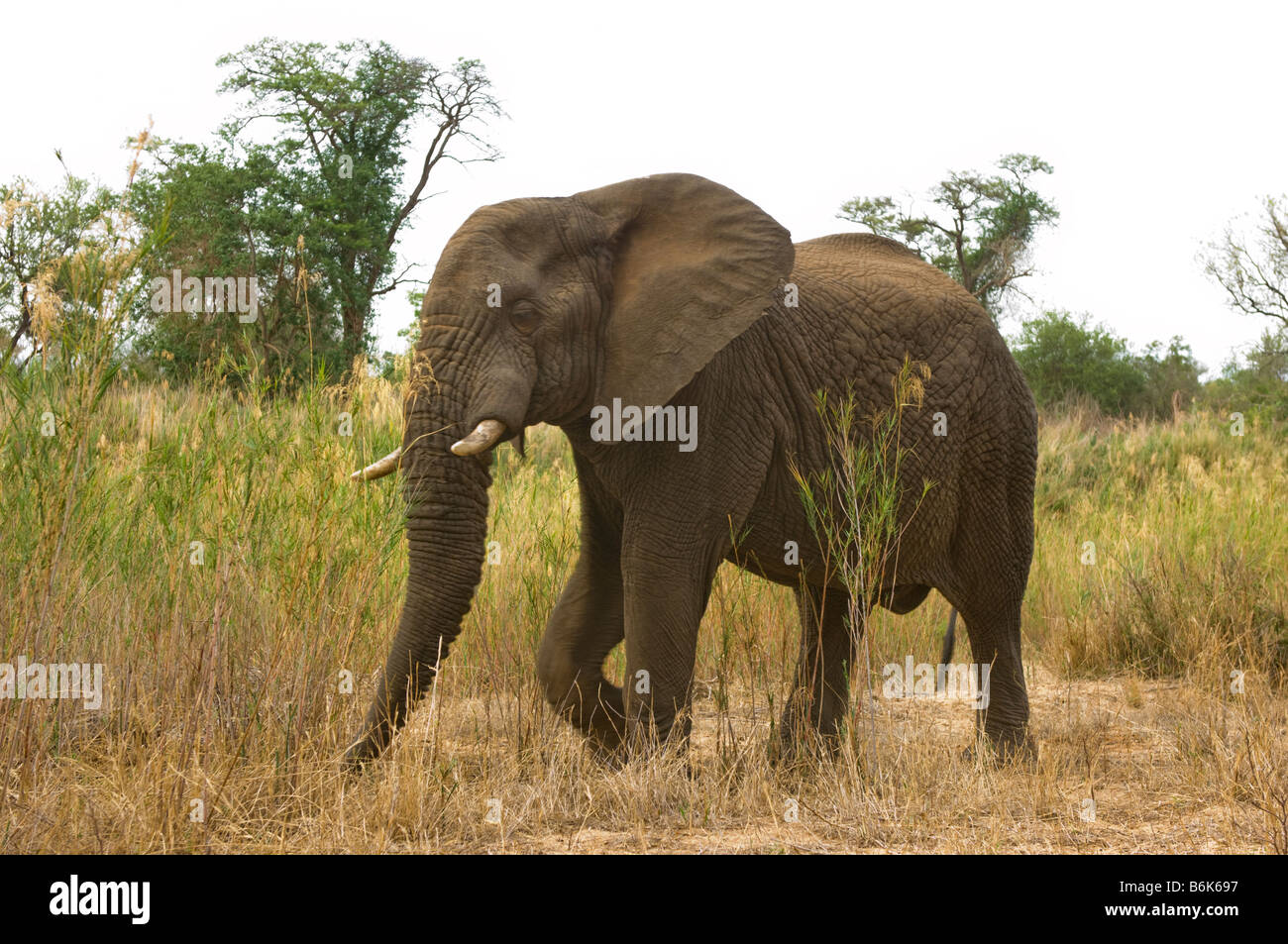 Running elephant hi-res stock photography and images - Alamy