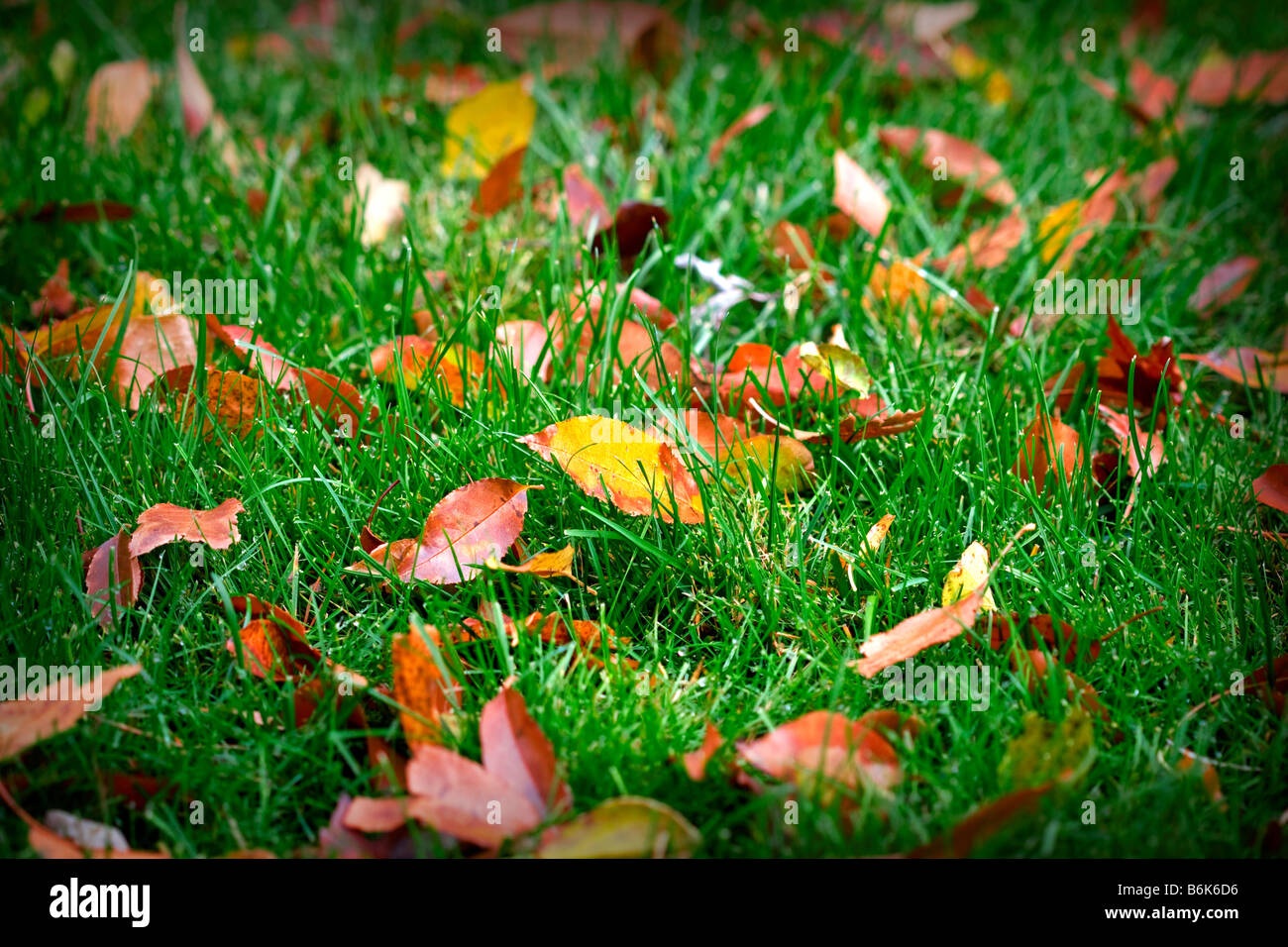 Copper gold golden orange leaves hi-res stock photography and images ...