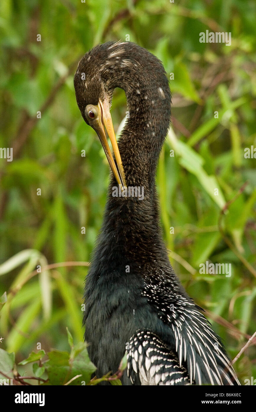 Anhinga (Anhinga anhinga) preening Stock Photo - Alamy