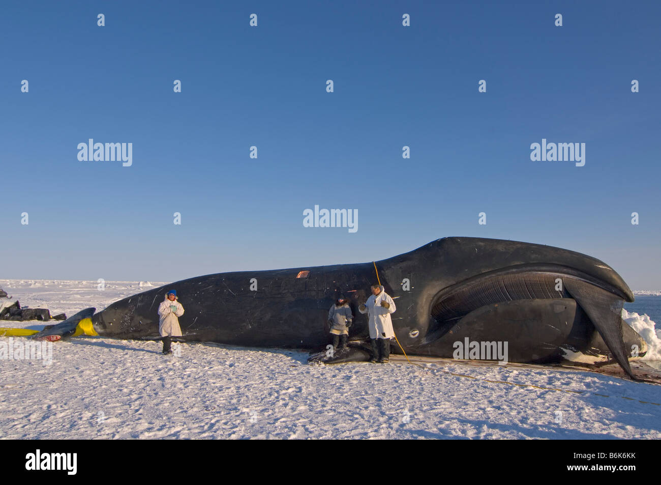 Bowhead hi-res stock photography and images - Alamy