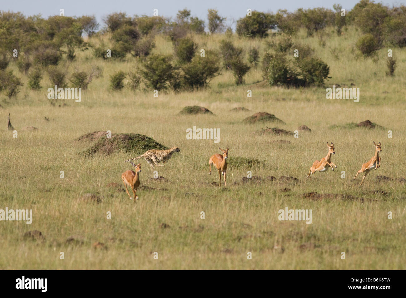 Cheetah hunting in Masai Mara Stock Photo - Alamy