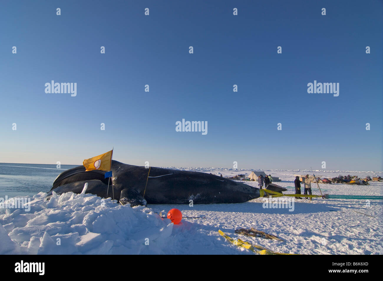 Using a block and tackle pulley system residents of the Inupiaq village ...