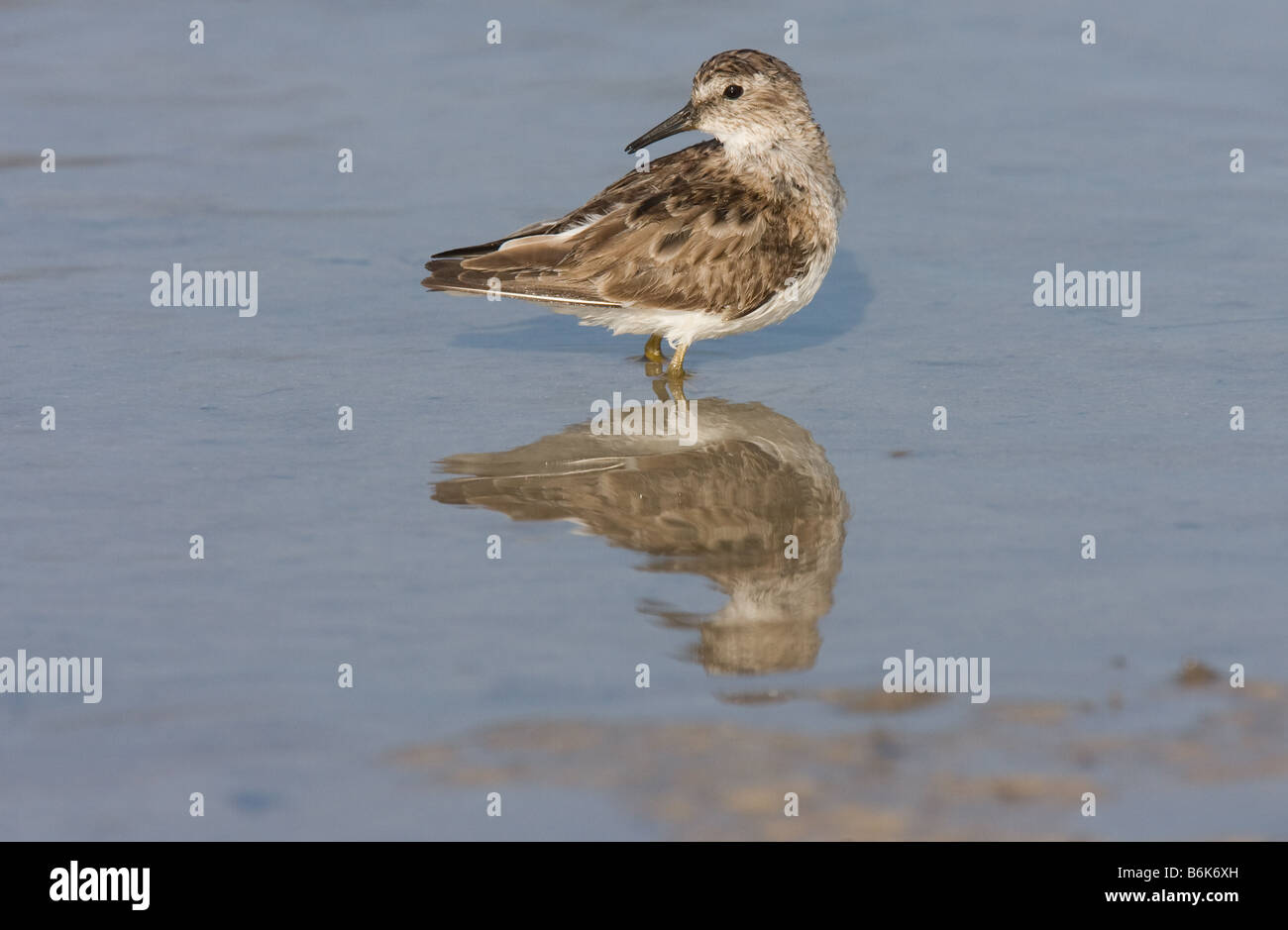A Dunlin poses in the Gulf of Mexico at Fort DeSoto Park, Florida Stock ...