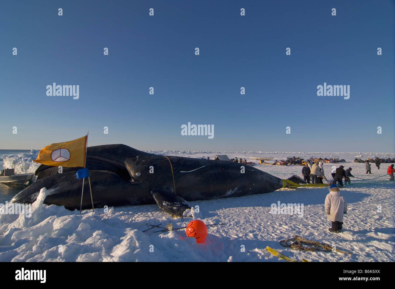 Using a block and tackle pulley system residents of the Inupiaq village ...