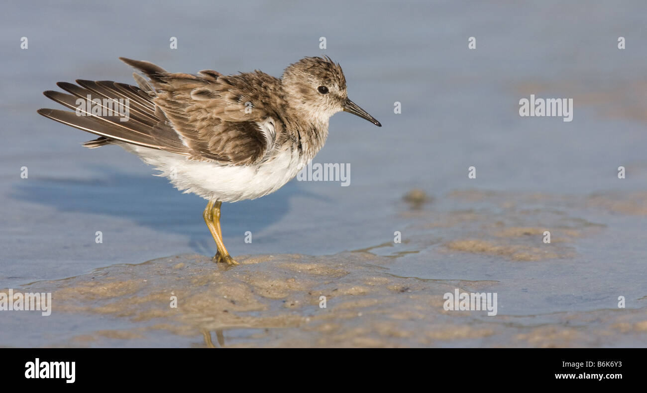 A Dunlin flaps its wings after bathing in the Gulf of Mexico at Fort ...