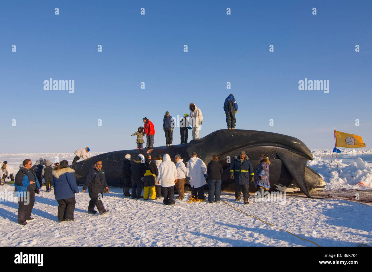 Baleen bowhead whale alaska hi-res stock photography and images - Alamy