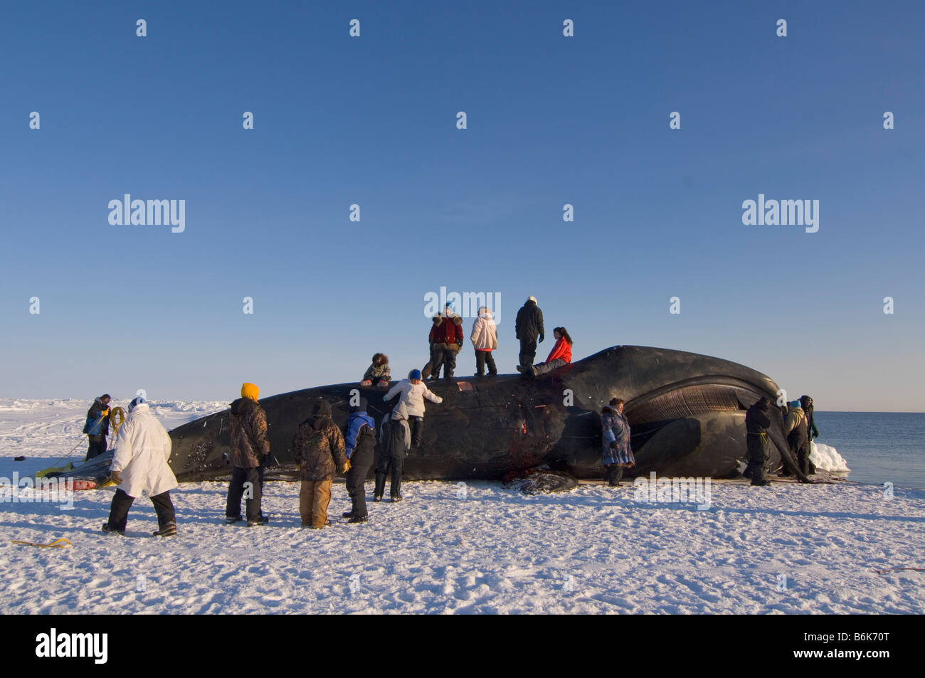 Baleen Bowhead Whale Alaska Stock Photos & Baleen Bowhead Whale Alaska ...