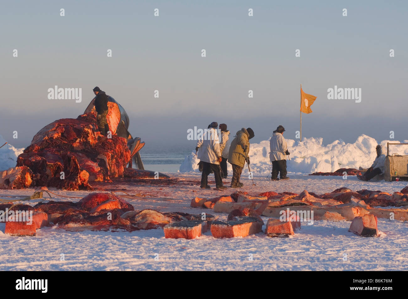 Inupiaq subsistence whalers sort shares of bowhead whale Balaena ...