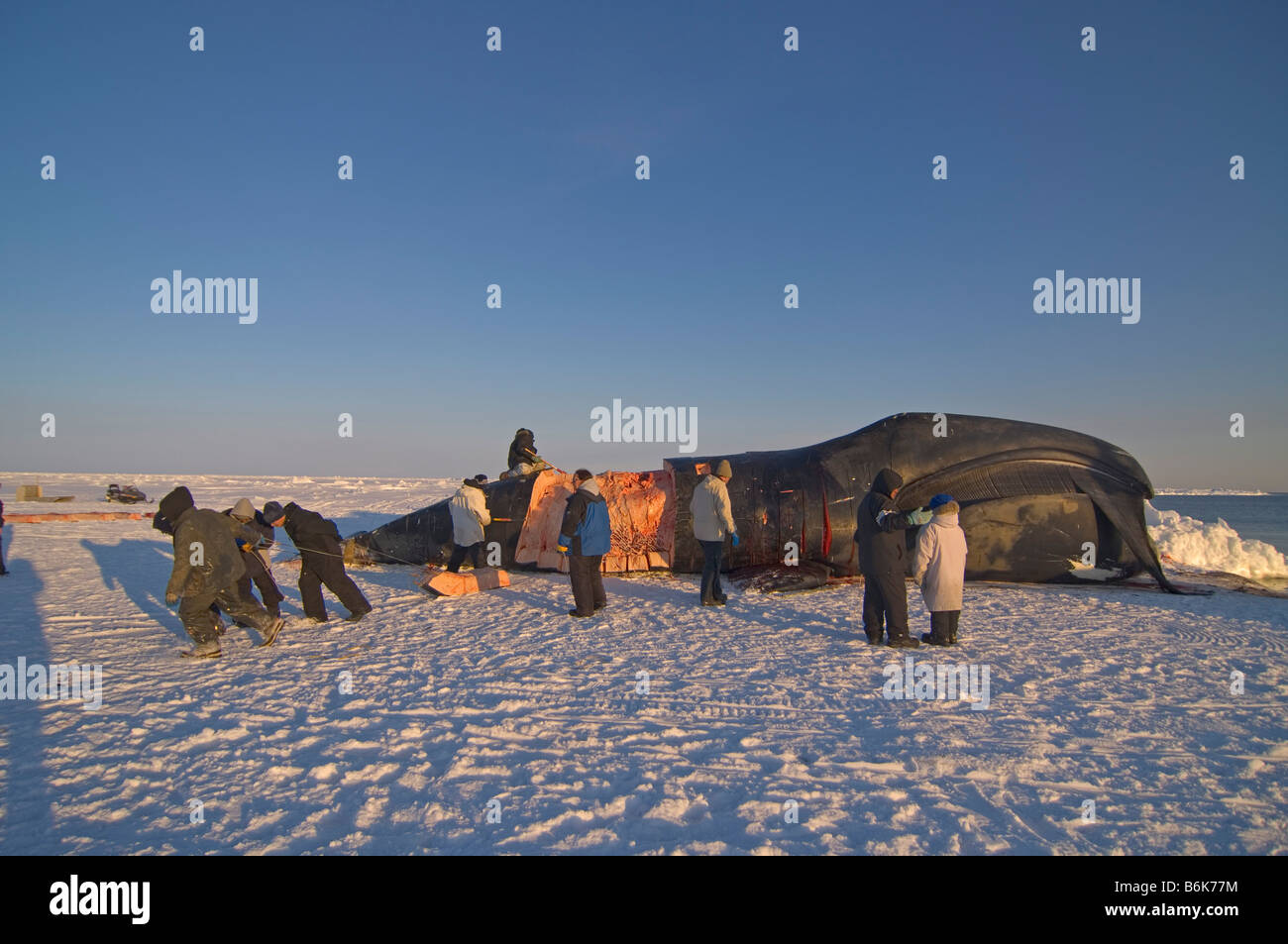 Eskimo blubber hi-res stock photography and images - Alamy