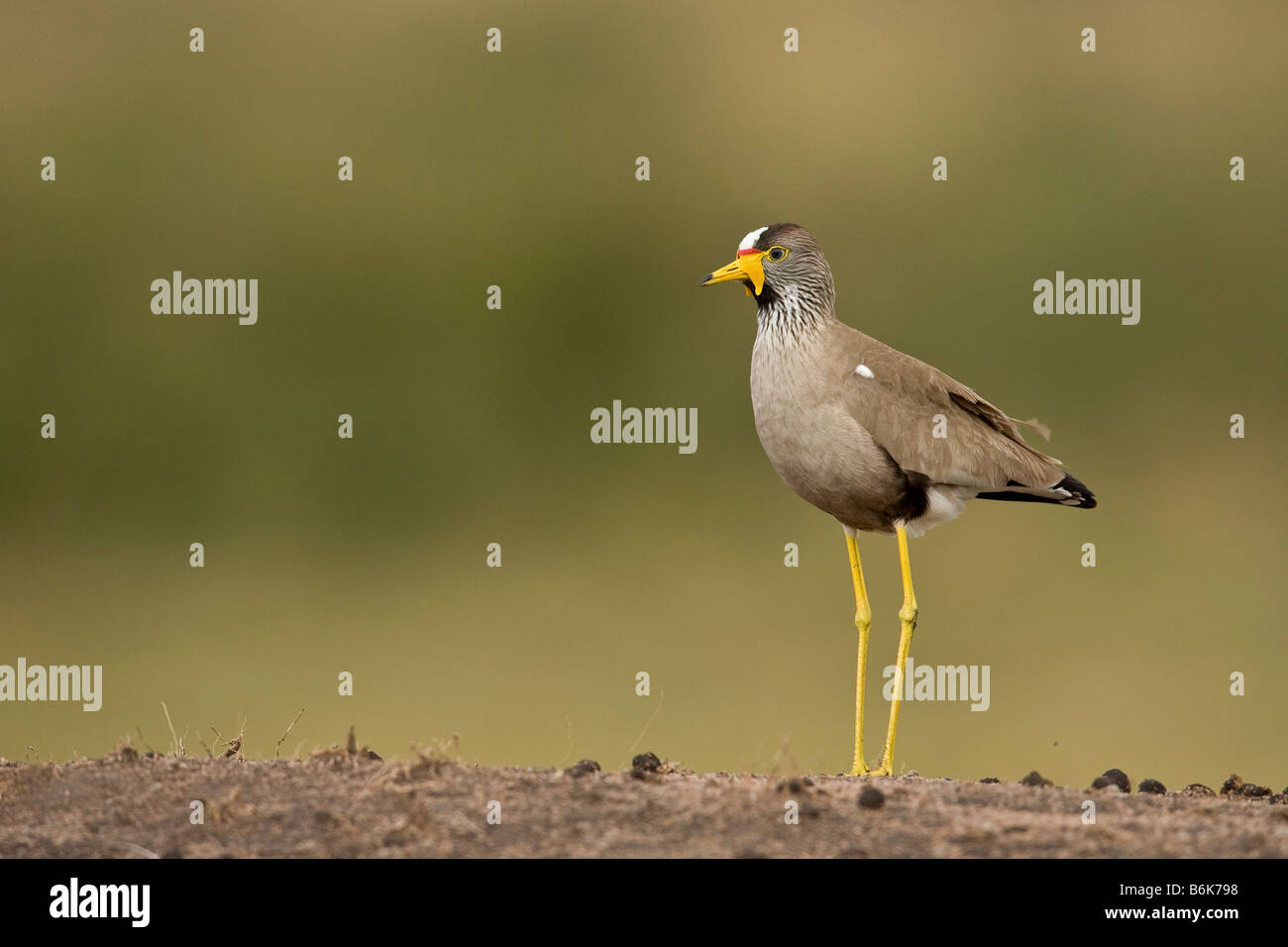 African Wattled Lapwing (Vanellus senegallus Stock Photo - Alamy