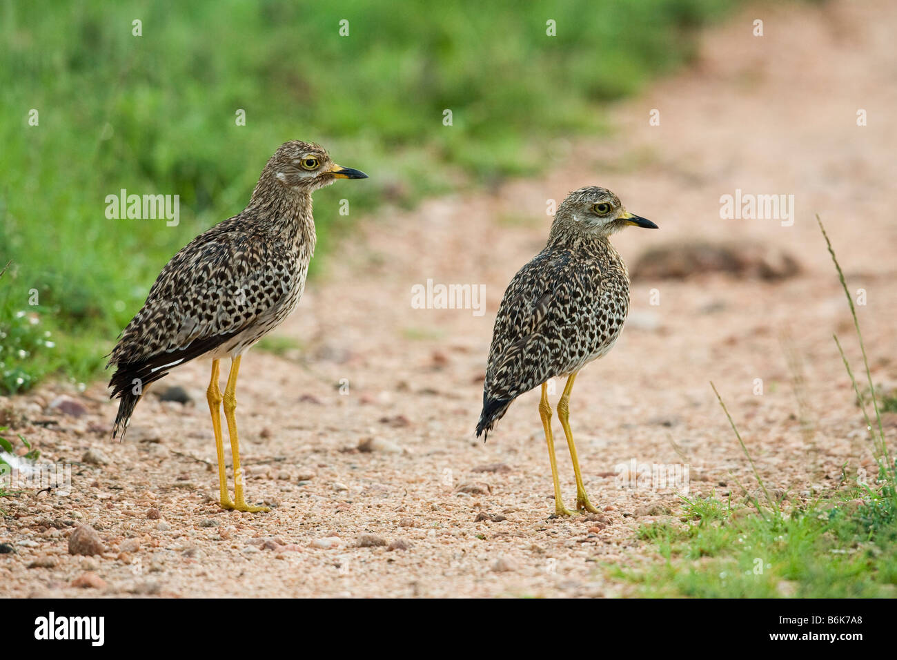 Spotted Thick knee (Burhinus capensis Stock Photo - Alamy
