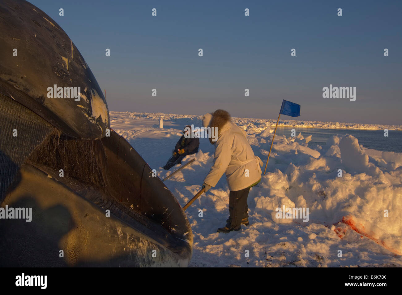 Eskimo blubber hi-res stock photography and images - Alamy