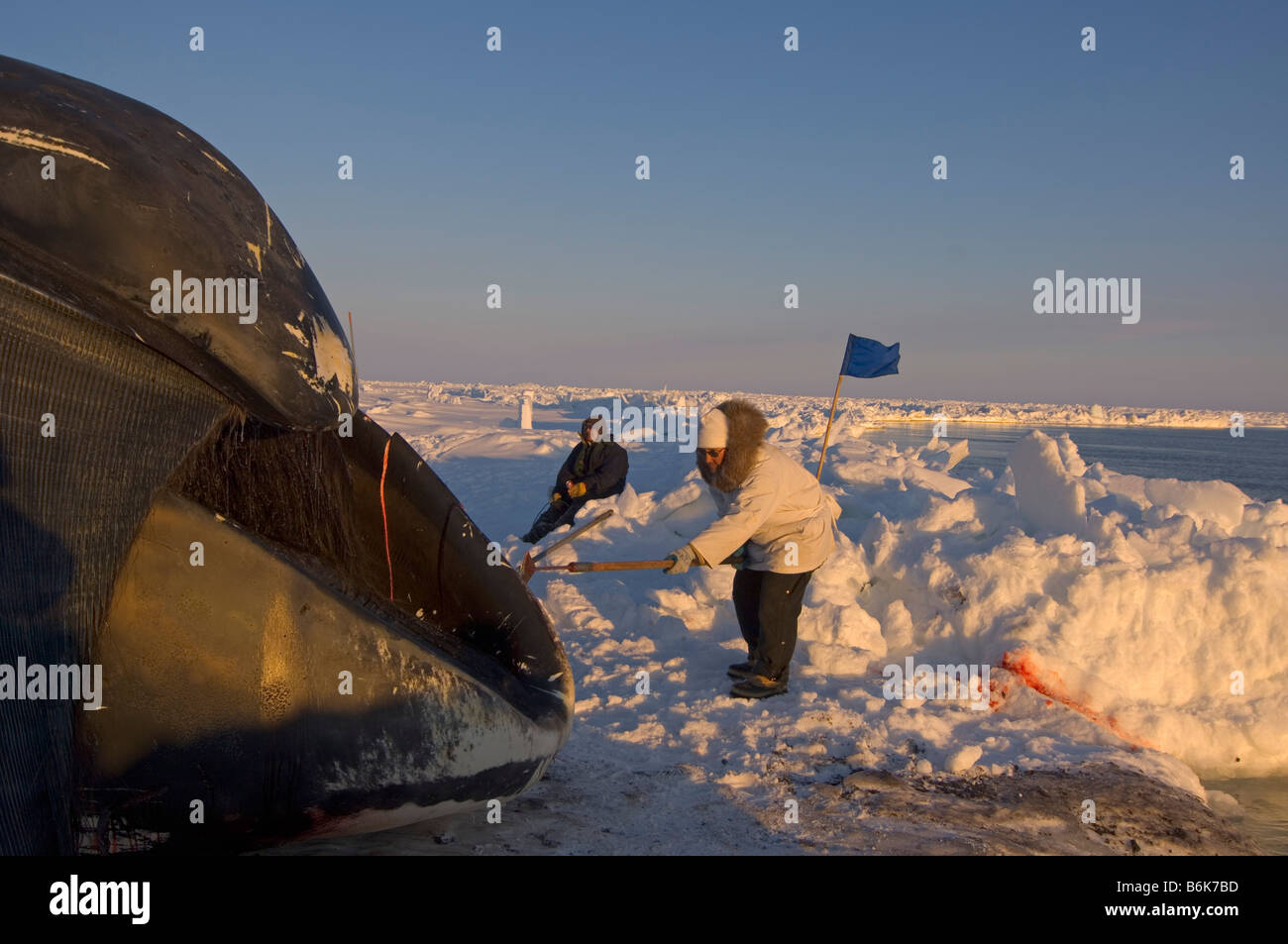 Eskimo blubber hi-res stock photography and images - Alamy