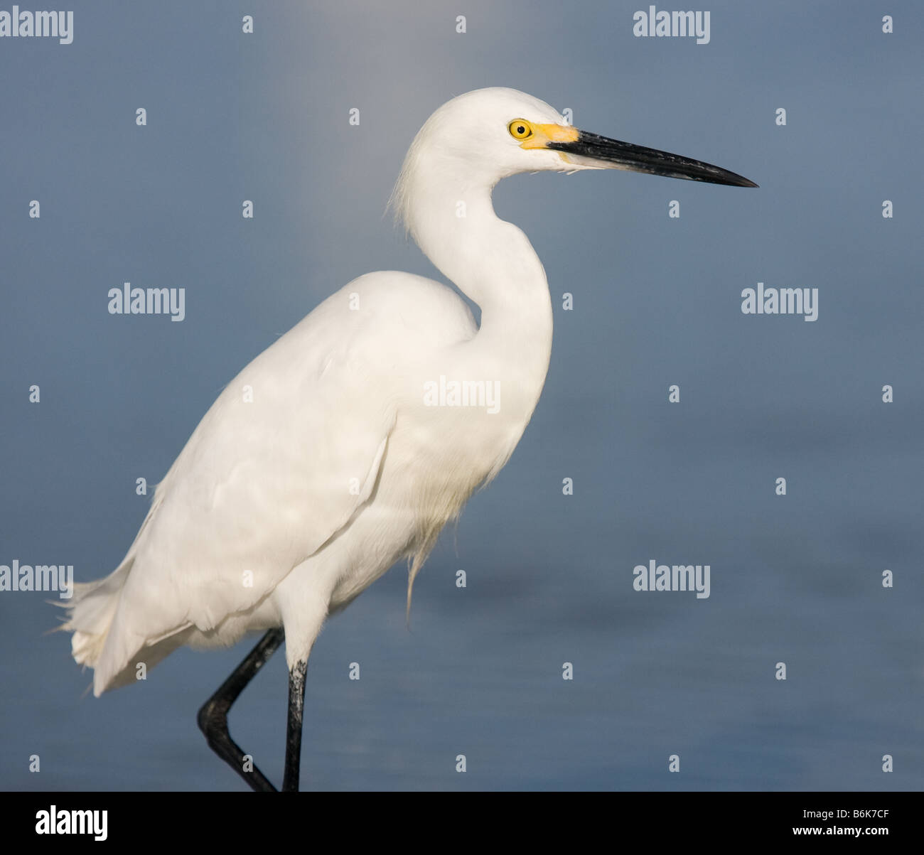 Gulf of mexico coastal birds hi-res stock photography and images - Alamy