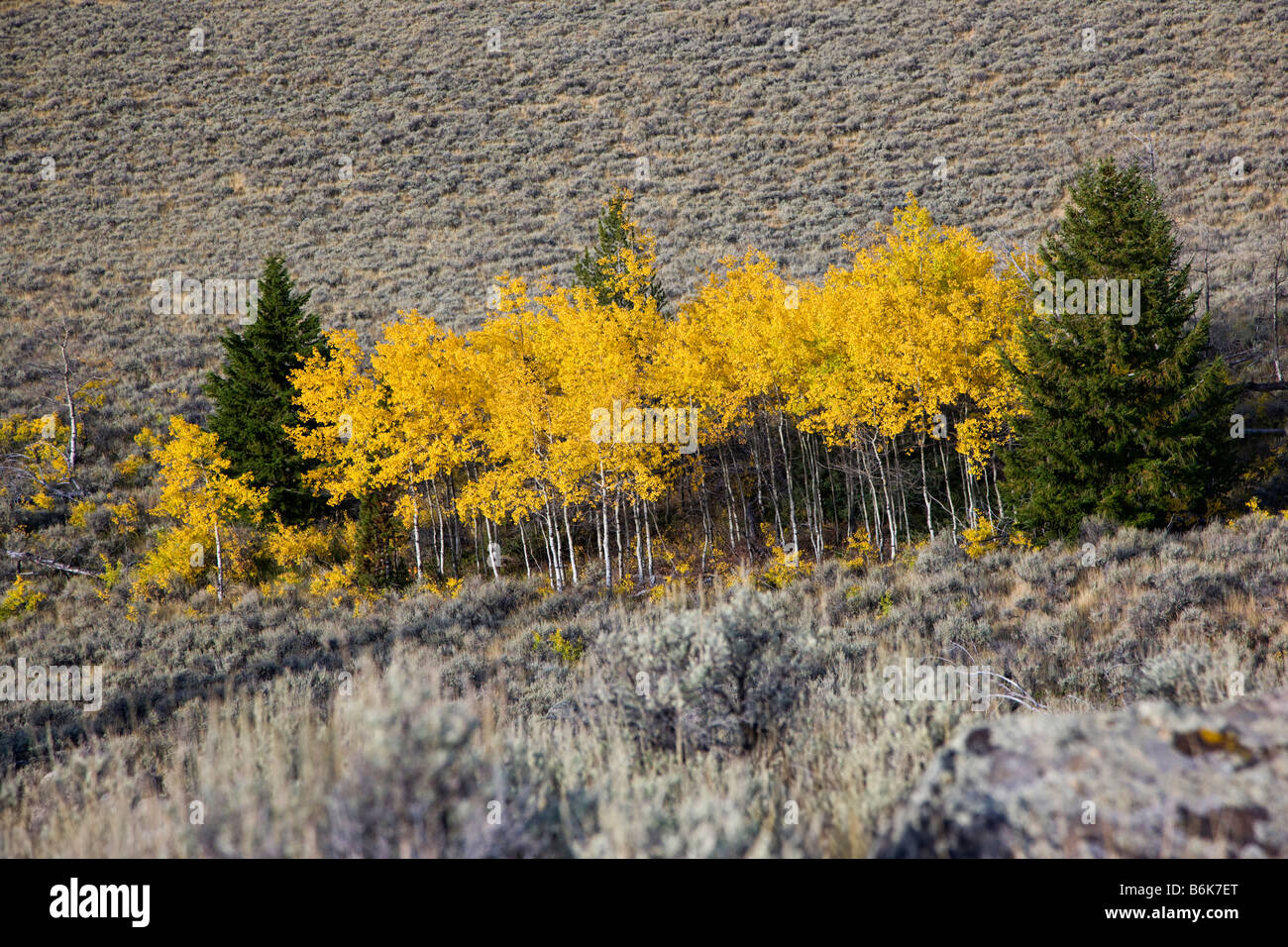 Aspen trees in fall color on the Beartooth Scenic Byway, Montana, USA ...