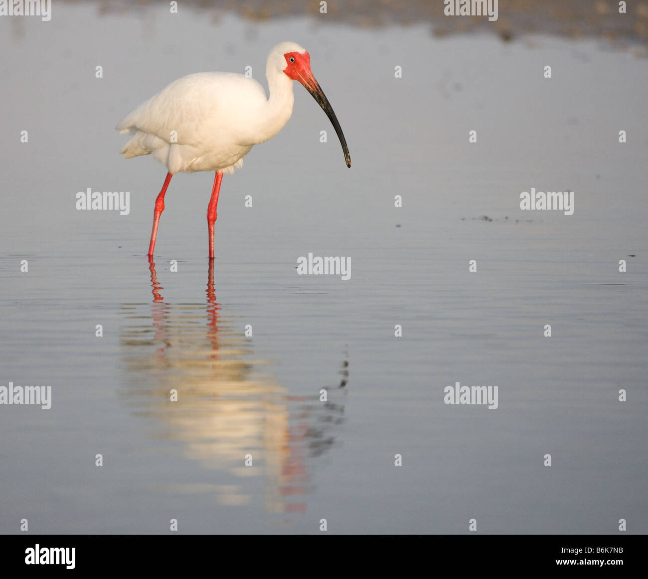 An Ibis in breeding plumage walks through the water at Little Estero ...