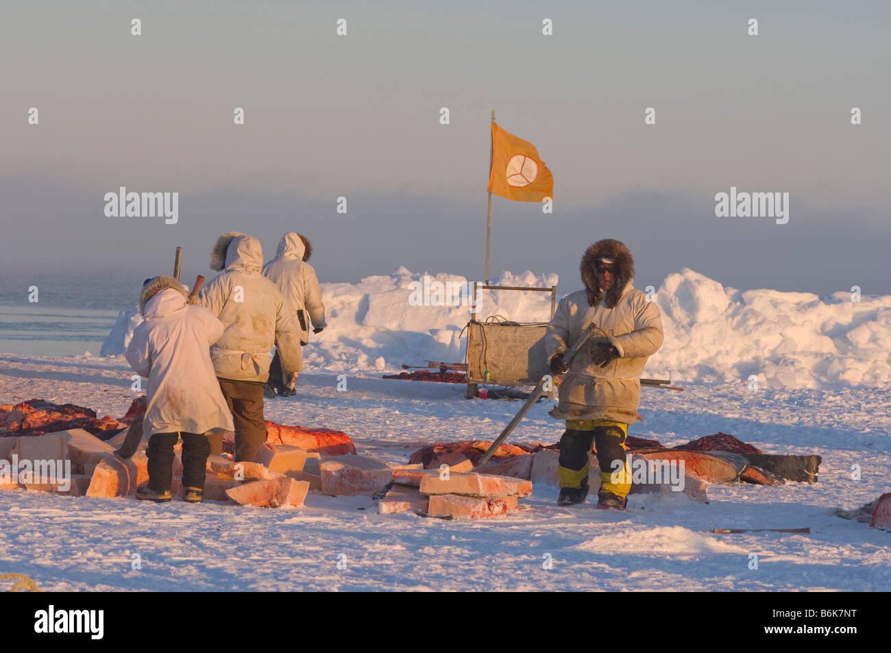 Inupiaq subsistence whalers sort shares of bowhead whale Balaena ...