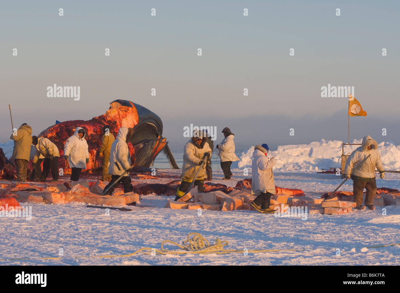 Inupiaq subsistence whalers sort shares of bowhead whale Balaena ...