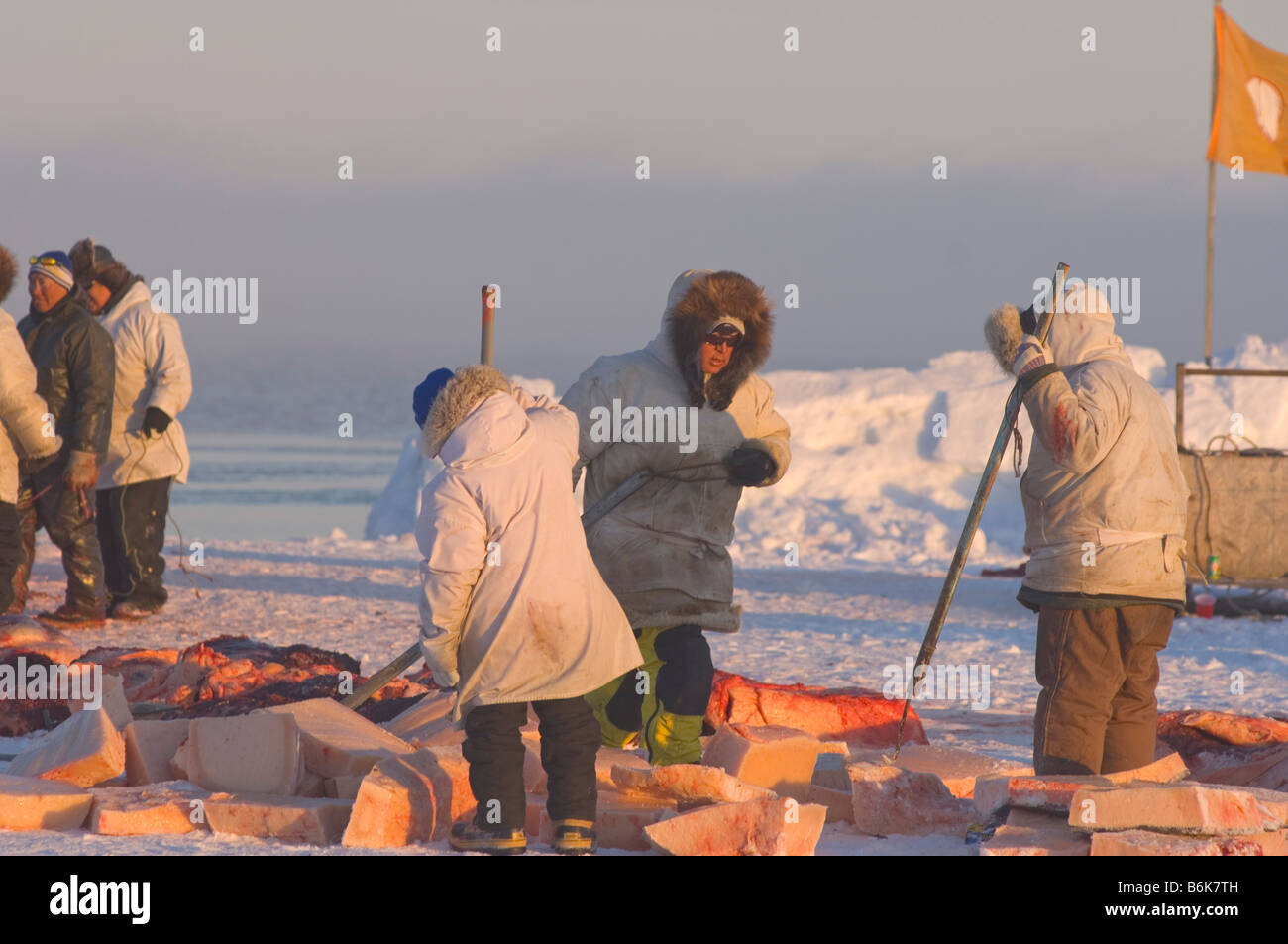 Inupiaq subsistence whalers sort shares of bowhead whale Balaena ...
